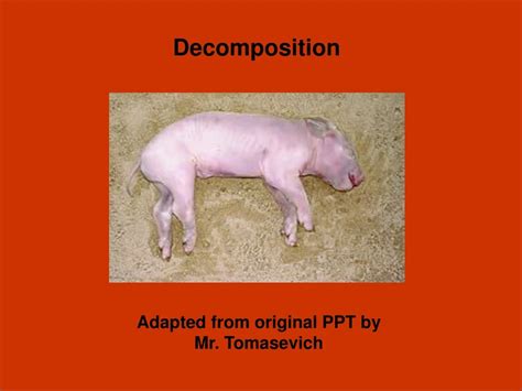 PPT Decomposition Process An Ecology Perspective PowerPoint Presentation ID