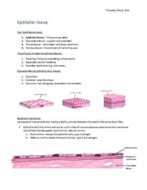 What Are The 8 Epithelial Tissues