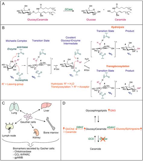 A Structure Of Glucosylceramide Glccer And Degradation By Gcase To