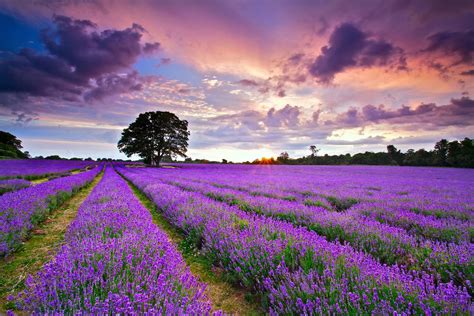 Lavender Flower Backgrounds Pixelstalk