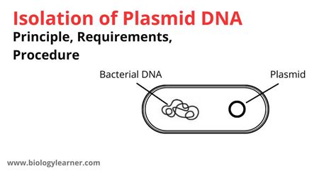 Isolation Of Plasmid Dna Principle Requirements Procedure