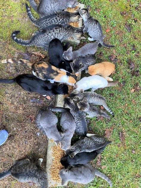 Long Haired Feral Cats Are Rarely Seen In Feral Colonies Michael Broad