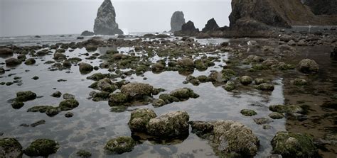 Best Tide Pools In The World
