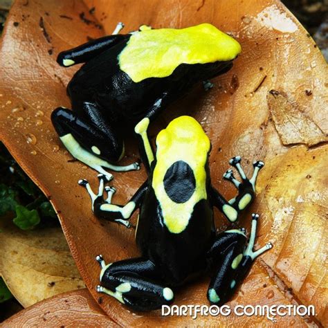Dendrobates Tinctorius Yellow Back Dart Frog Frog Amphibians