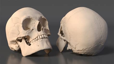 3d Model Male Human Skull Anatomy Model Turbosquid 2384568
