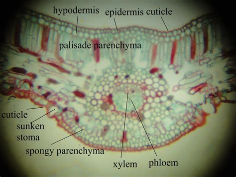 Ubc Biology 210 Blog February 2011