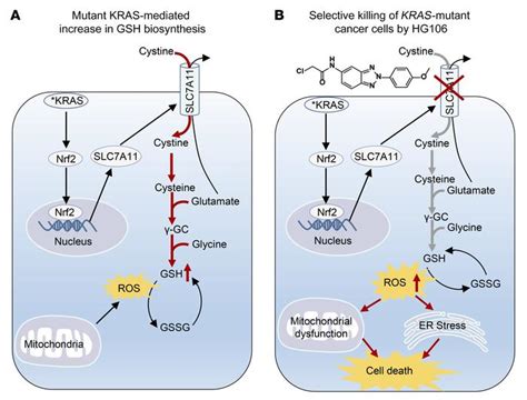 Jci Suppression Of The Slc7a11glutathione Axis Causes Synthetic