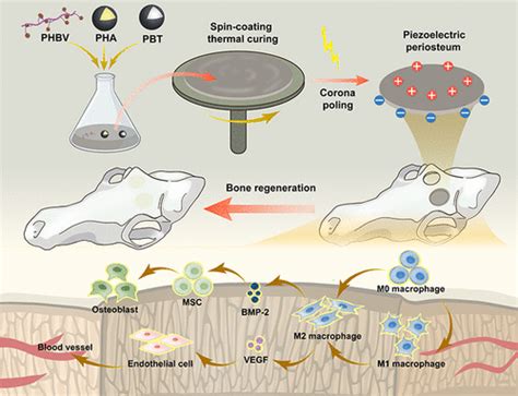 Bioinspired Piezoelectric Periosteum To Augment Bone Regeneration Via Synergistic
