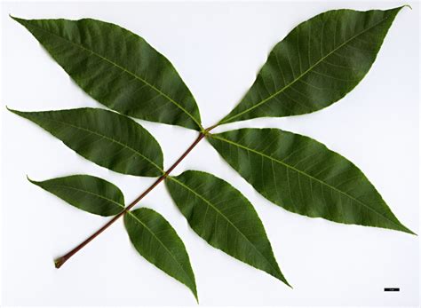 Carya Glabra Trees And Shrubs Online