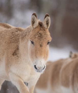 Persian Onager The Wilds