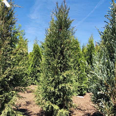Taylor Juniper Tree Southern Idaho Landscape Center