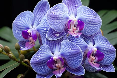 美丽盛开的兰花高清图片下载 正版图片600655168 摄图网