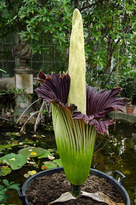 Indoor Corpse Flower Care Can You Grow A Corpse Flower Plant Inside