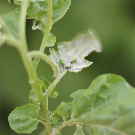 Elimine Pulgões De Hortas Com Eficiência