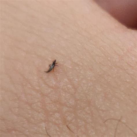 What Kinda Spider Spoiler For Spider Phobias Rwhatbugisthis