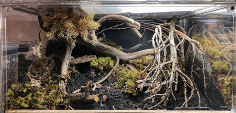 Chilobrachys Natanicharum Enclosure Arachnoboards