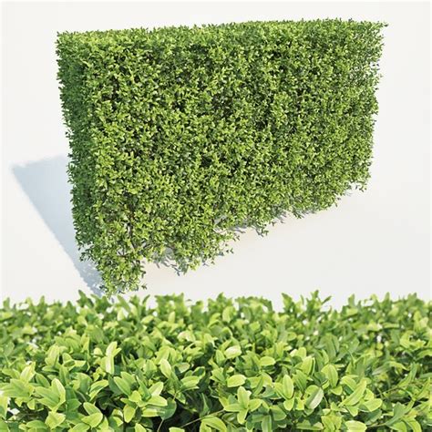 Buxus Sempervirens Leaf