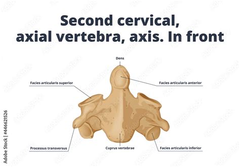 Second Cervical Axial Vertebra Axis In Front Human Anatomy Atlas