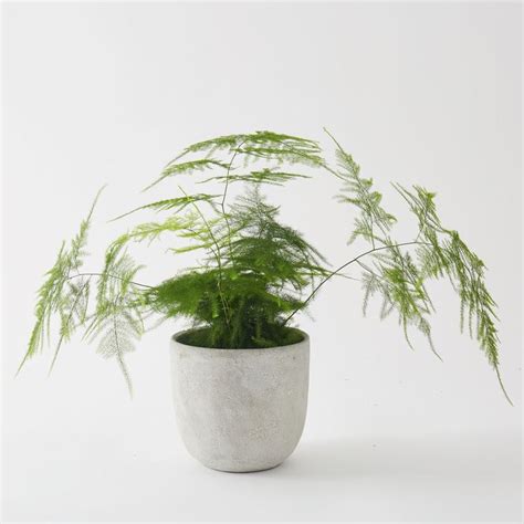 The 9 Easiest House Plants To Take Care Of Bobby Berk Asparagus
