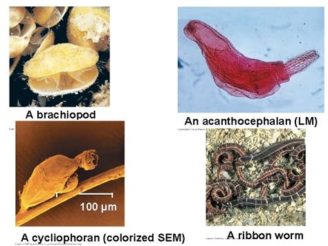 Chapter 33 Invertebrates Power Point Lecture Presentations For