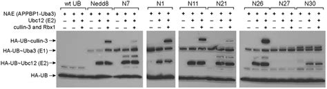 Transfer Of Phage Selected Ub Variants To Nae E1 Ubc12 E2 And