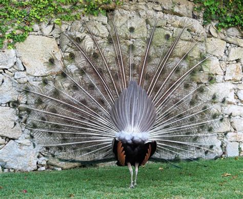 Premium Photo View Of Peacock
