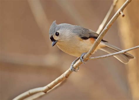 8 Birds That Chirp In The Morning A Melodious Chorus