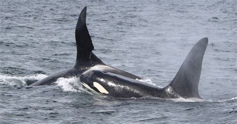 Eye On Nature Whales Moths Grasshoppers Caterpillars And More The Irish Times