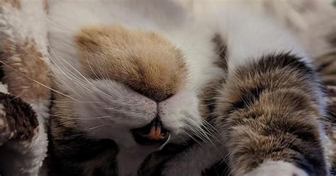 Astas Beard Album On Imgur