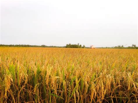 Về Vĩnh Long Mùa Lúa Chín