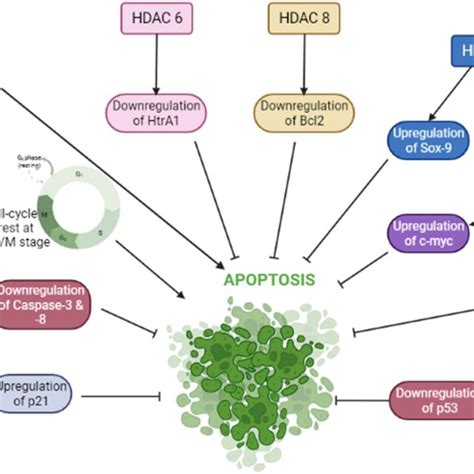 hdacs involved in angiogenesis download scientific diagram