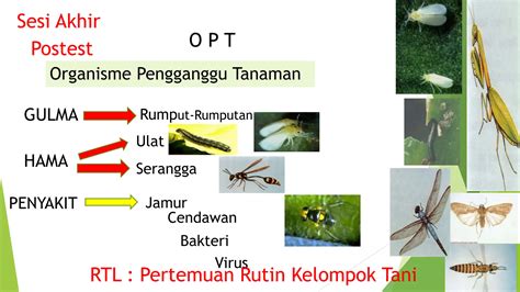 Pengendalian Opt Pada Tanaman Padi Melalui Pendekatan Pht Pptx