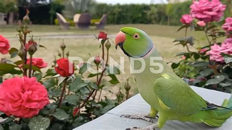 Ringneck Parakeet Talking