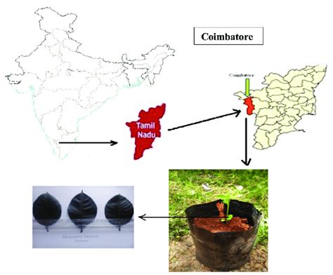 Collection Of Plant Sample Dn Leaves Dn Decalepis Nervosa Download