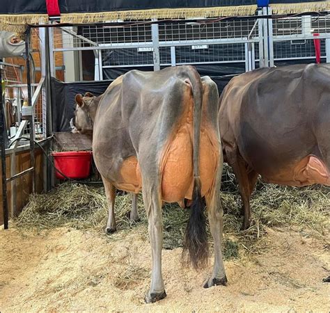 First Class Genetics