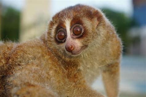 Premium Photo A Small Red And Brown Slow Loris Monkey With Big Eyes