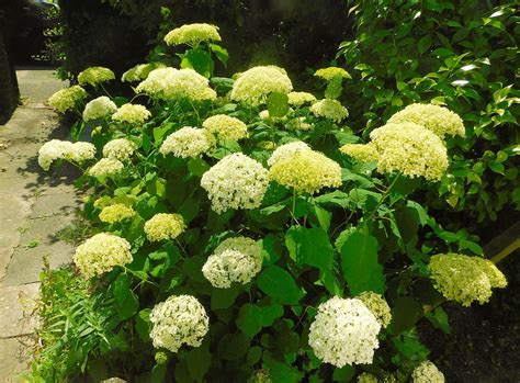 Hydrangea Arborescens Plants Of Central Ohio And The Midwest