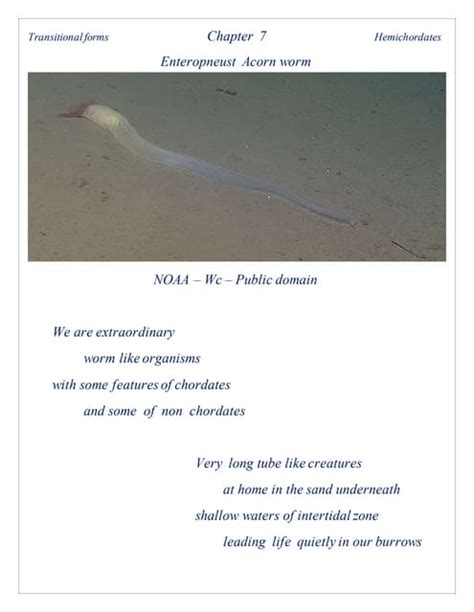 Class Polychaeta Notes Ppt