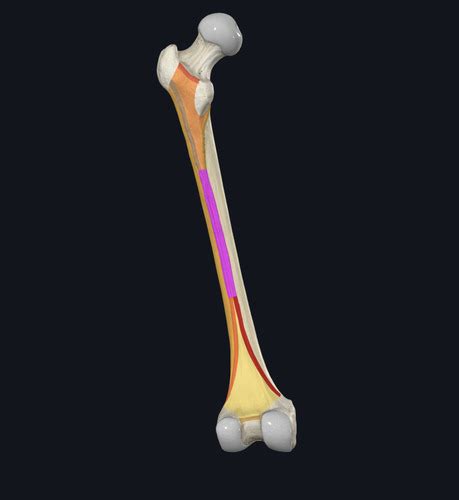 Areas Of The Femur And Tibia Flashcards Quizlet