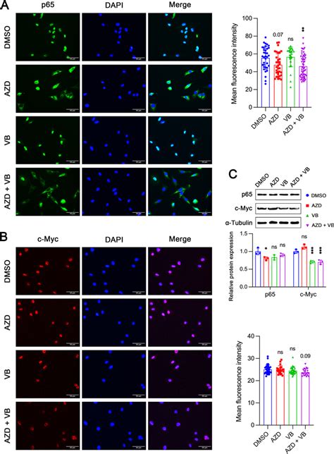 Effects Of Mct1 And Or Mct4 Inhibition On Protein Expression And Download Scientific Diagram