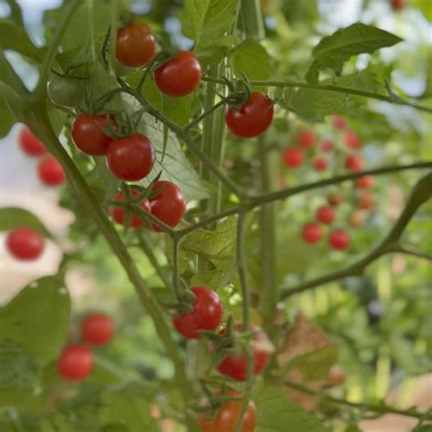 Semilla De Tomate Tenca Rojo 20s Huerta Familiar