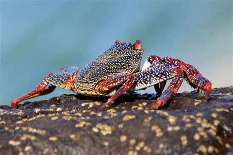 Ecdysozoa Bilder Durchsuchen 1672 Archivfotos Vektorgrafiken Und