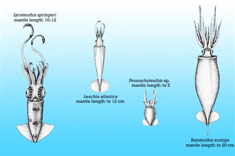 What Is The Largest Squid A Squid Size Comparison Chart Smithsonian