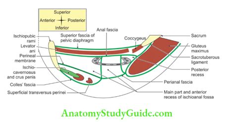 Perineum Structures Perineal Membrane In Male Female General Histology