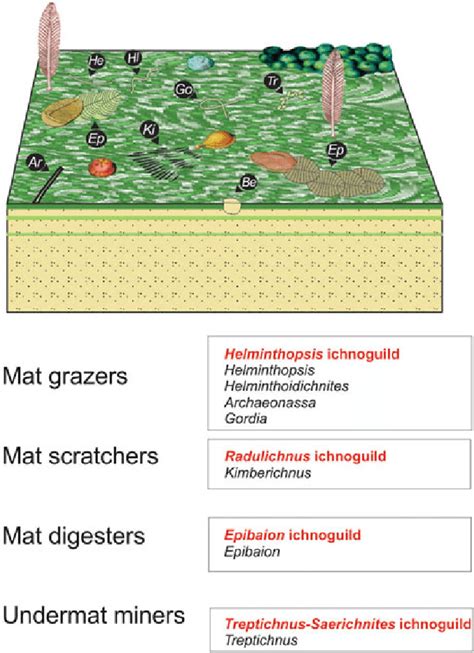 Microbial Mat Habitat At Katie Butters Blog