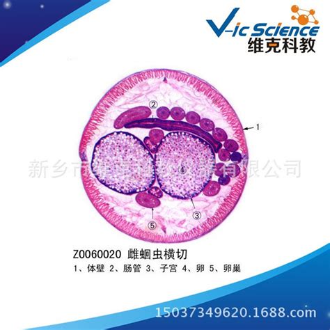 Fgwn Glass Slide Microscope Cross Section Animal And Plant Teaching