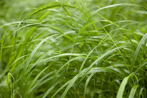 Spring Grass Picture And Hd Photos Free Download On Lovepik