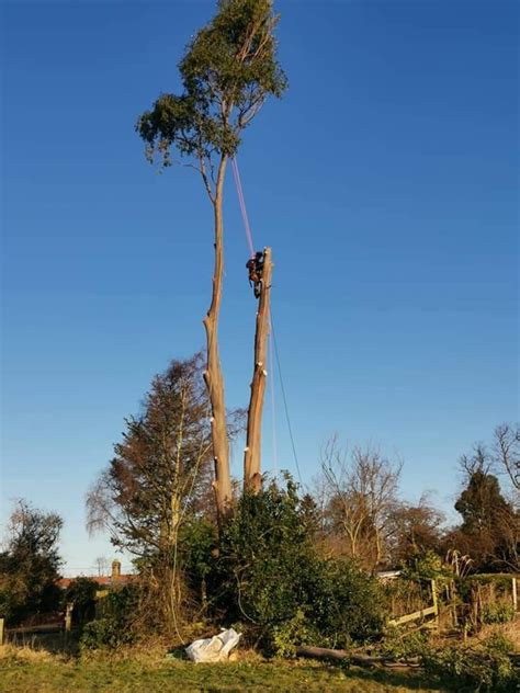 Tree Surgery Egs Tree Surgery And Landscapes Egs Tree Surgery Morpeth