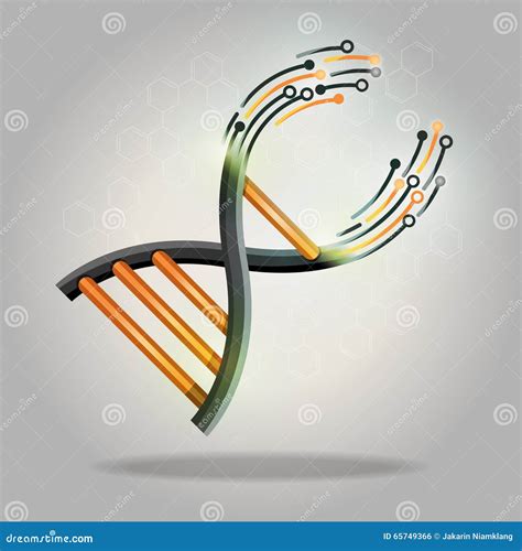 Dna Stock Vector Illustration Of Helix Structure Evolution 65749366