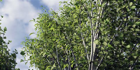 Speedtree Material Importer Superhive Formerly Blender Market